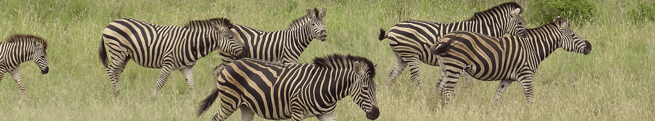 Kruger National Park mountain bike tour - Safaris by Air